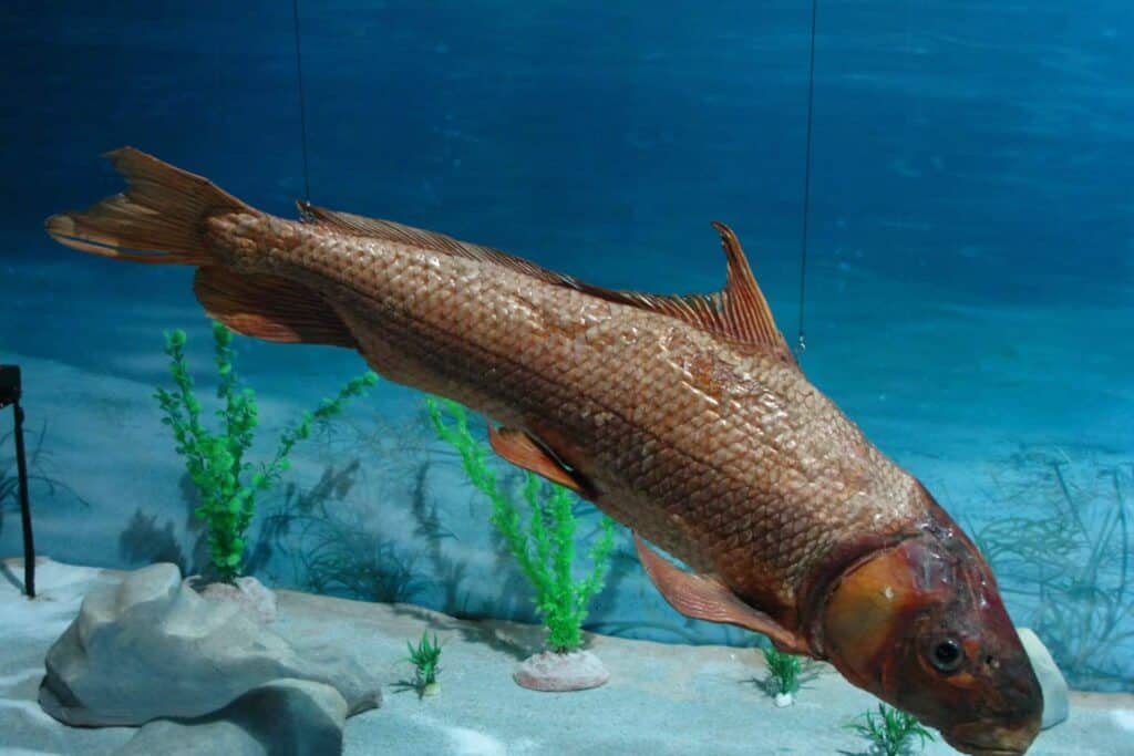 Chinese High Fin Banded Shark: Behavior, Care, and More