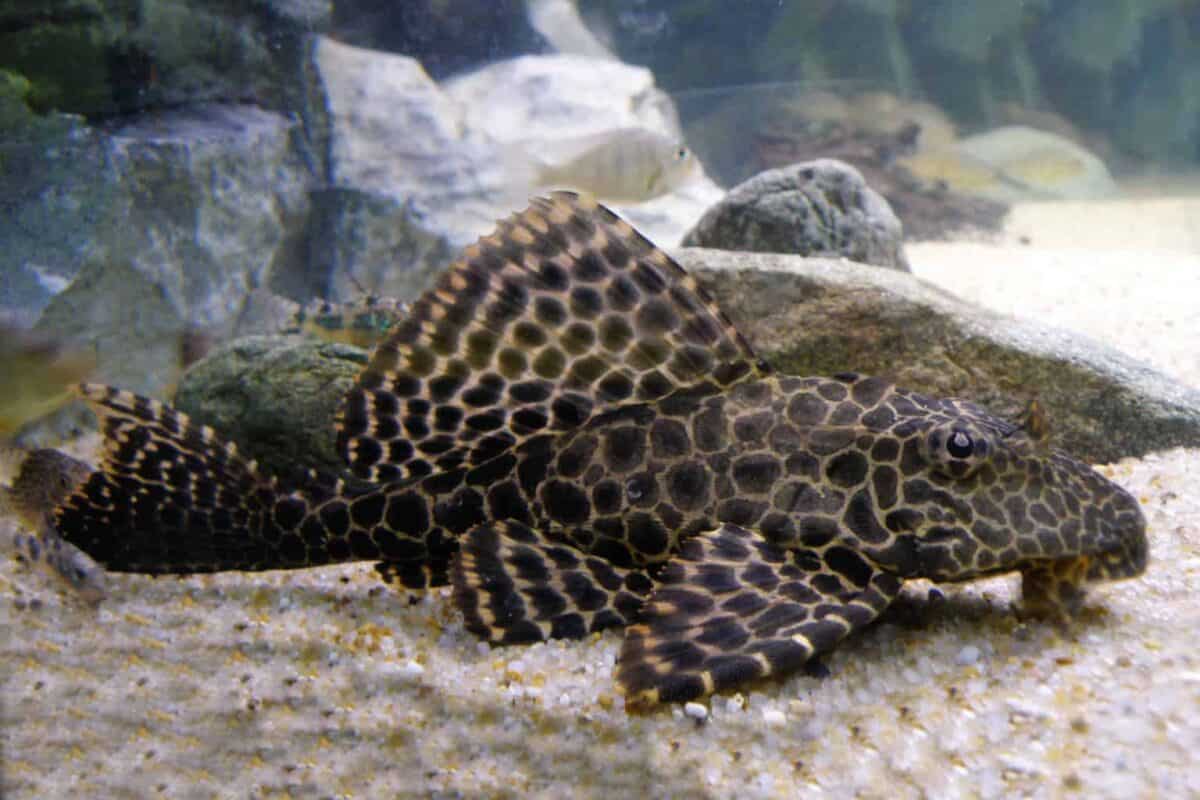 Sailfin Pleco Care: Your Guide to Algae-Free Success