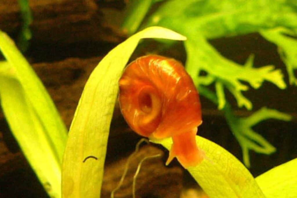 Ramshorn Snail 101: Care, Size, Food, Reproduction & More