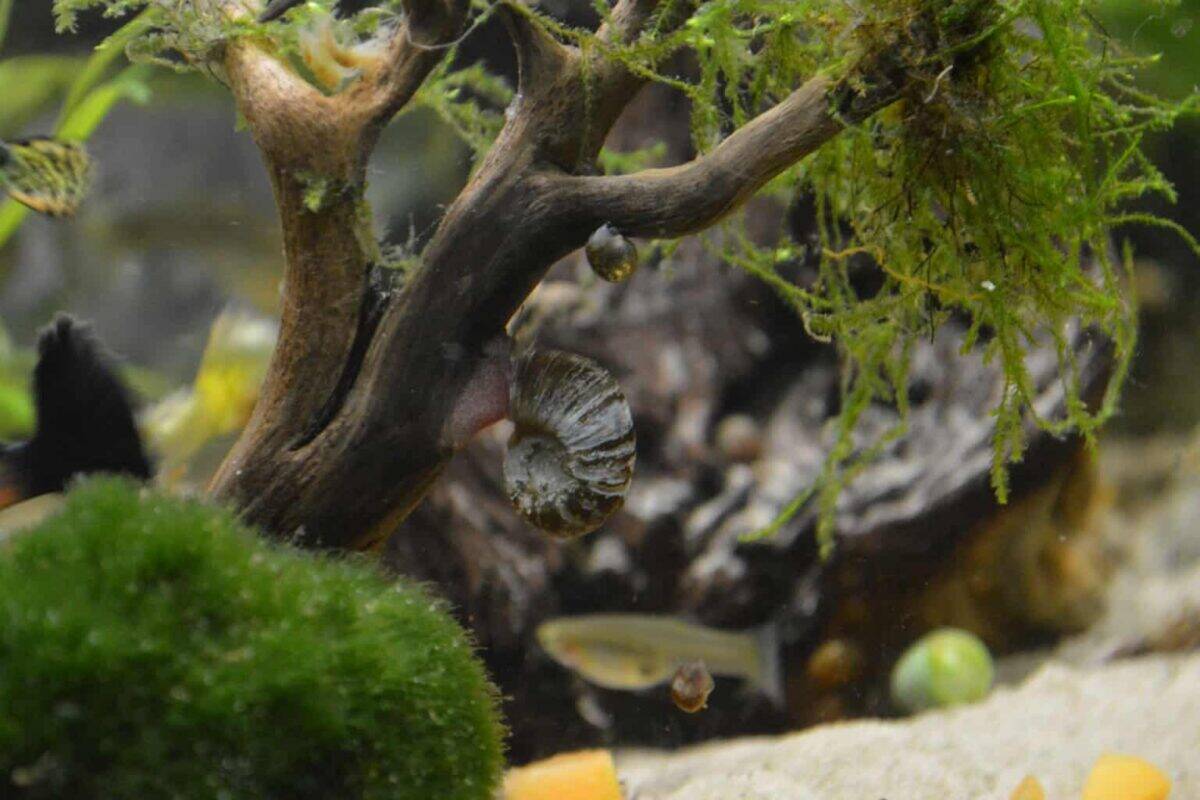 Ramshorn Snail 101: Care, Size, Food, Reproduction & More