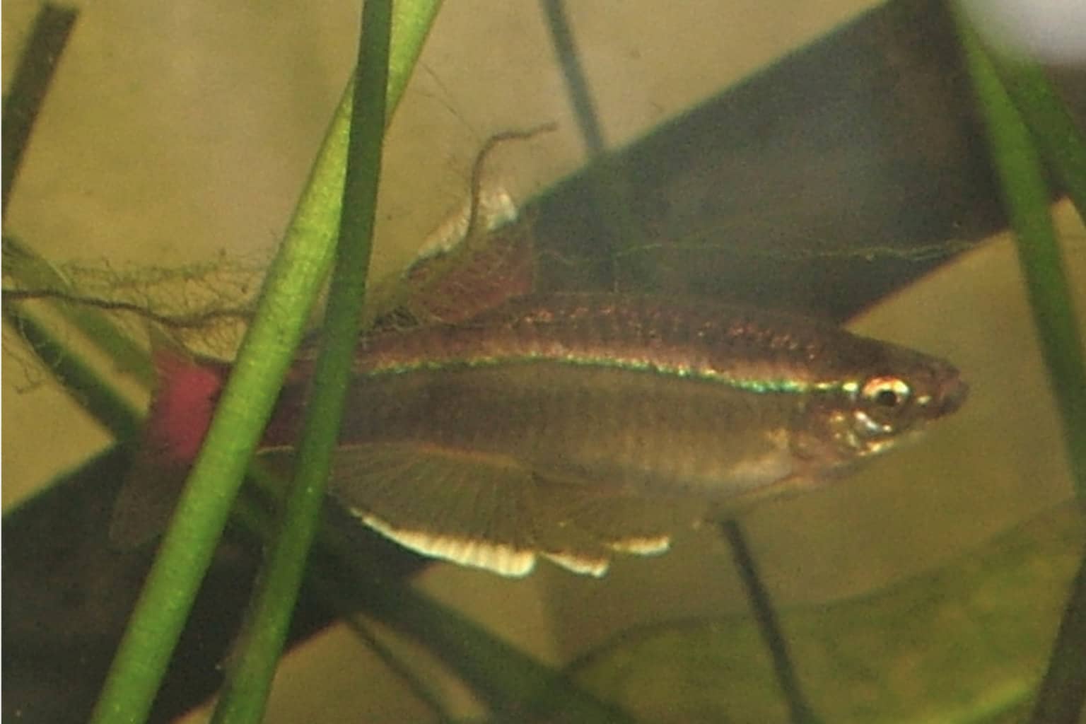 White Cloud Minnow: Habitat, Tank Conditions, & Care Tips