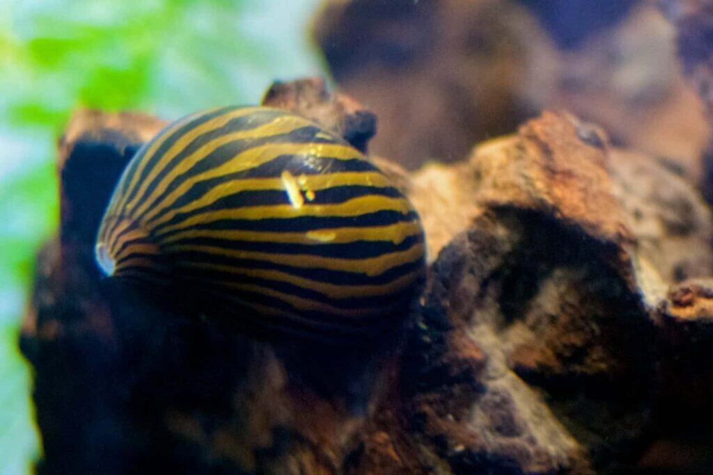 Nerite Snail Care Guide: The Ultimate Aquarium Cleaner
