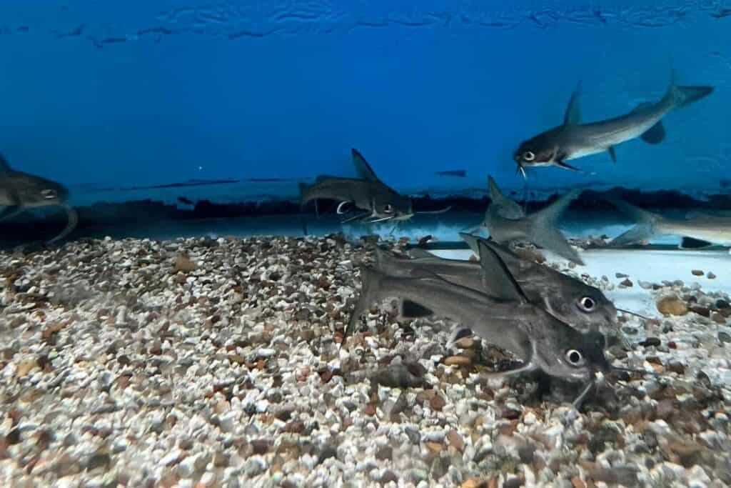 Columbian Shark Care: Tank Size, Feeding, and Behavior