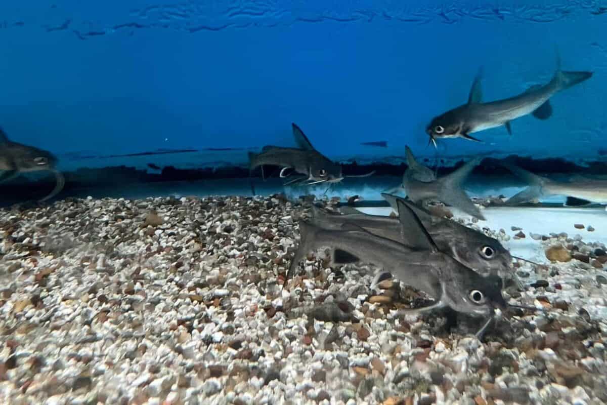 Columbian Shark Care: Tank Size, Feeding, and Behavior