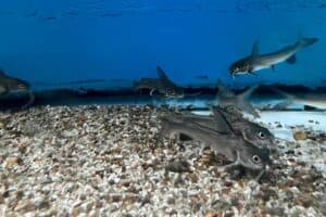Columbian Shark Care: Tank Size, Feeding, and Behavior