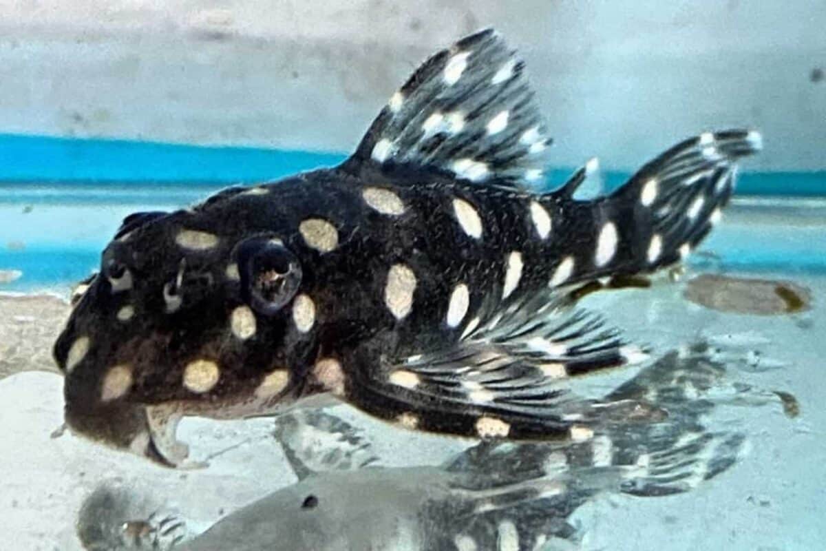 Snowball Pleco 101: A Comprehensive Care Guide