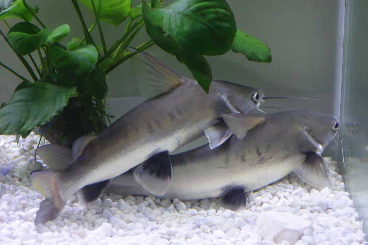 Columbian Shark Care: Tank Size, Feeding, and Behavior