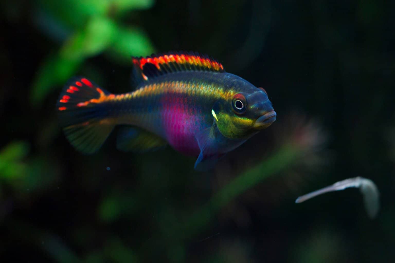 African Cichlids: Species Profile and Complete Care Guide