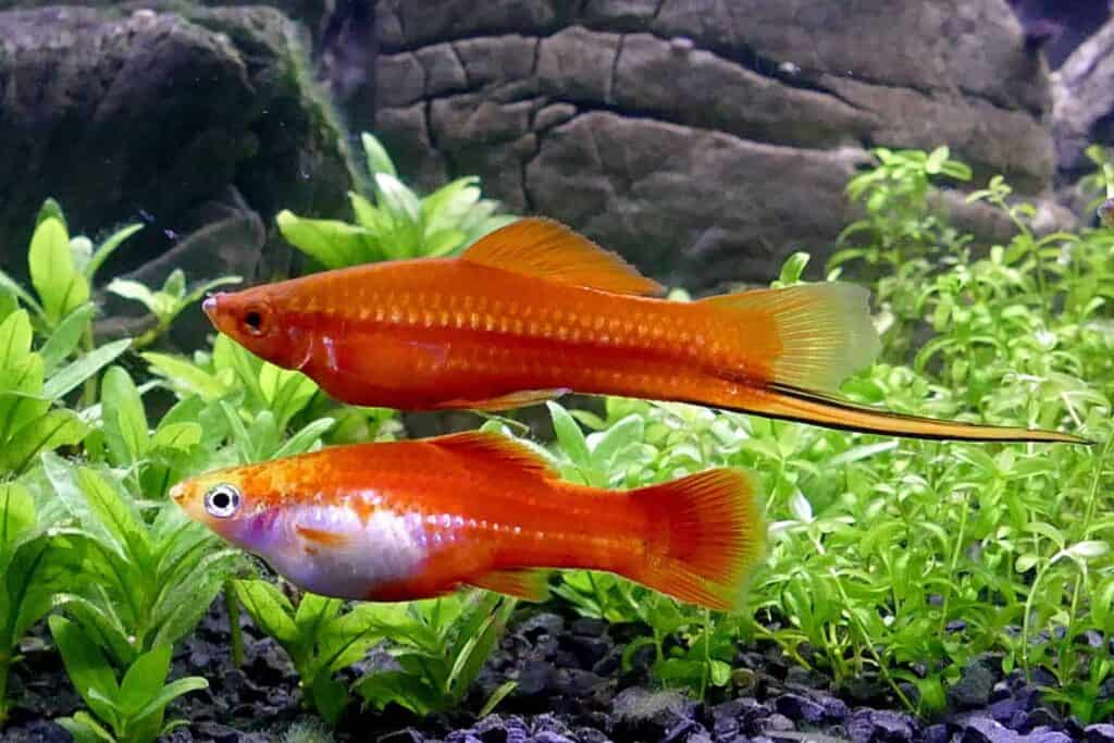 Megalechis Thoracata: Spotted Hoplo Species & Care Guide