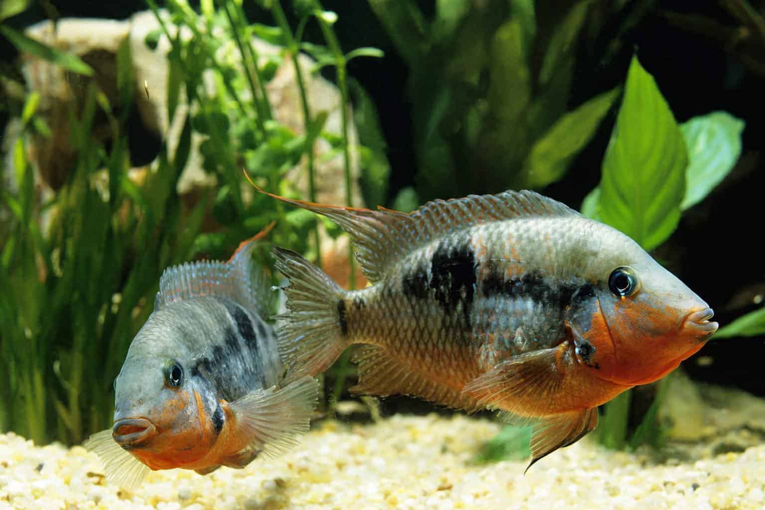 Firemouth Cichlids: Complete Care Guide and Species Profile