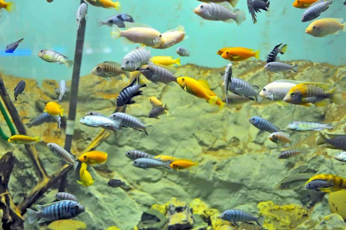 African Cichlids: Species Profile and Complete Care Guide