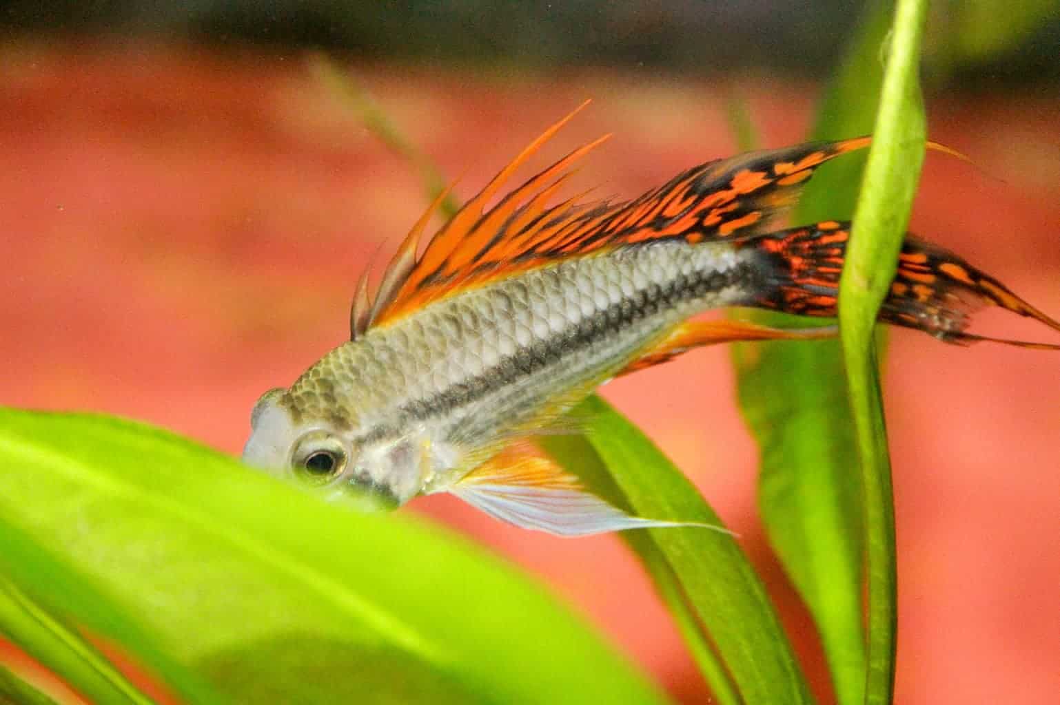 Apistogramma Dwarf Cichlid 101: Proper Care, Diet, and Health