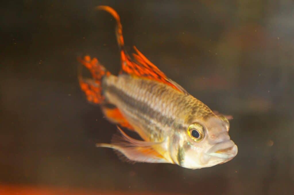 Apistogramma Dwarf Cichlid 101: Proper Care, Diet, and Health