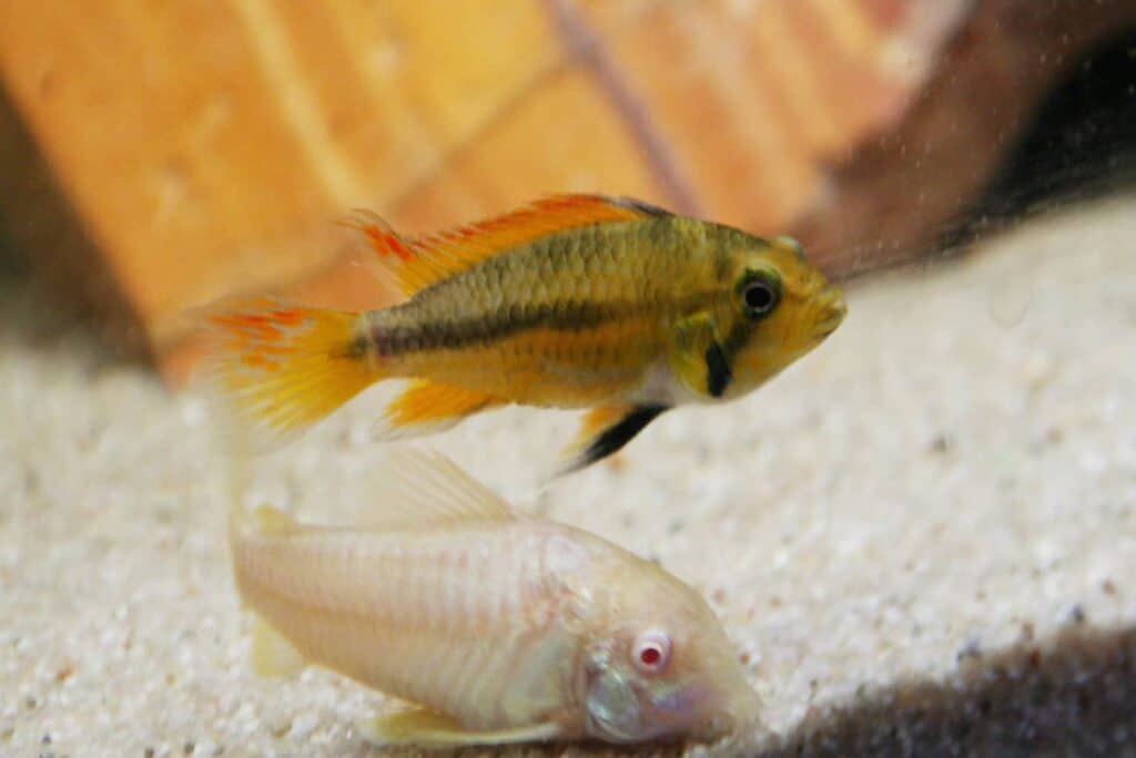 Apistogramma Dwarf Cichlid 101: Proper Care, Diet, and Health