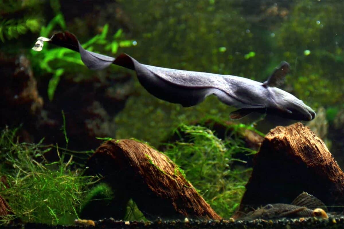 Black Ghost Knife Fish: Habitat, Behavior, Care & More