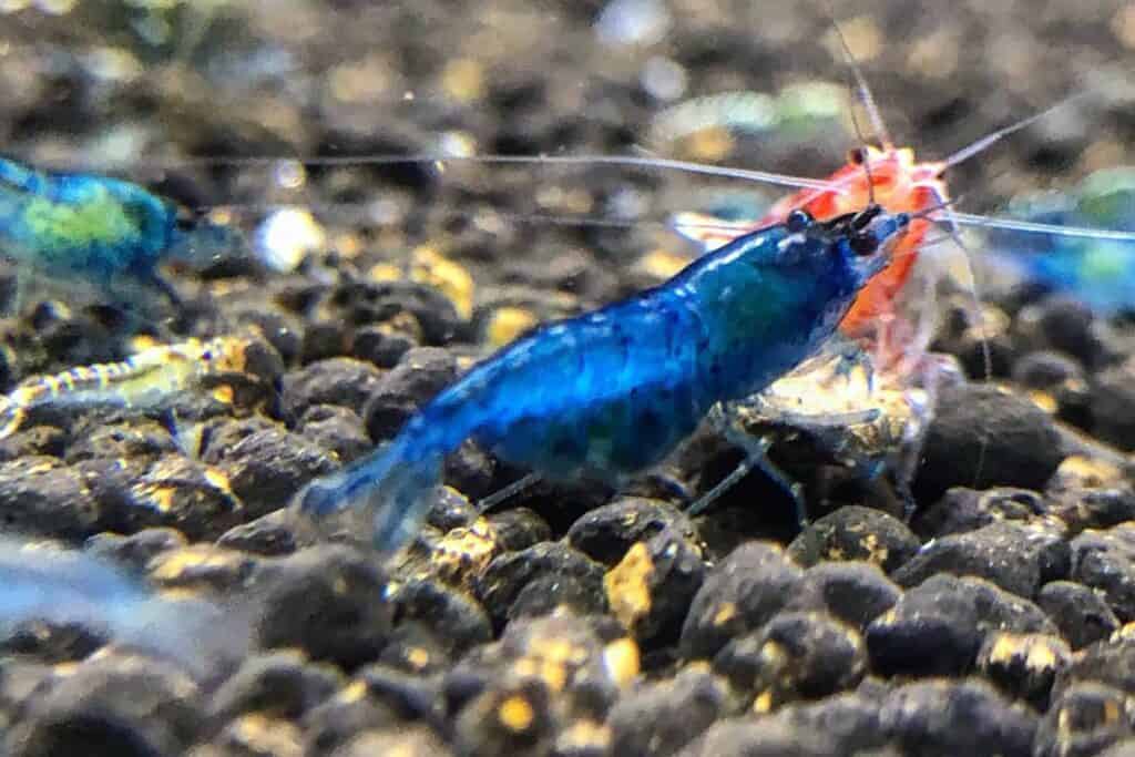 Blue Velvet Shrimp: Care Guide And Tank Conditions