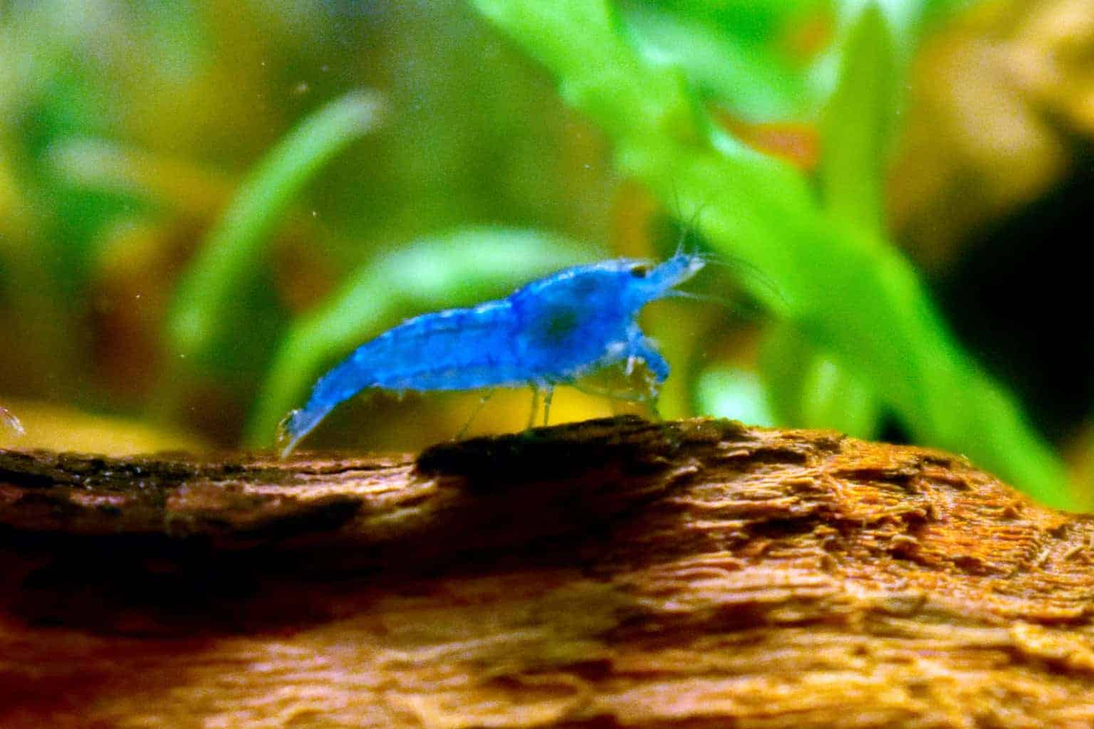 Blue Velvet Shrimp: Care Guide And Tank Conditions