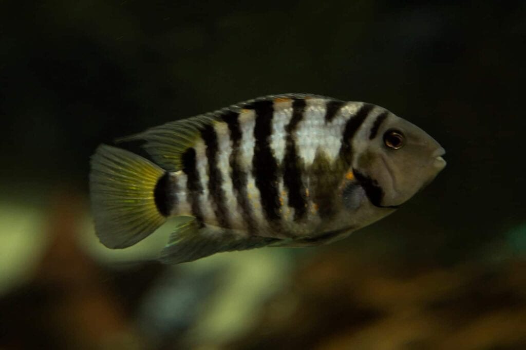 Convict Cichlid Care: Tank, Needs, Diet, Breeding, & Health