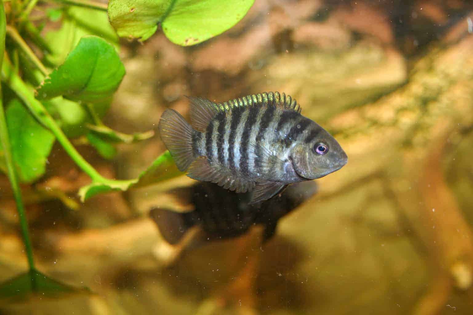 Convict Cichlid Care: Tank, Needs, Diet, Breeding, & Health