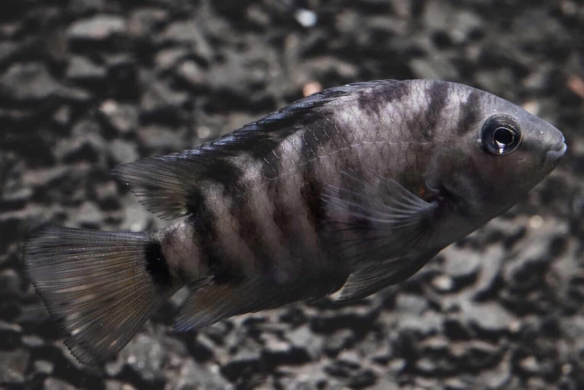 Convict Cichlid Care: Tank, Needs, Diet, Breeding, & Health