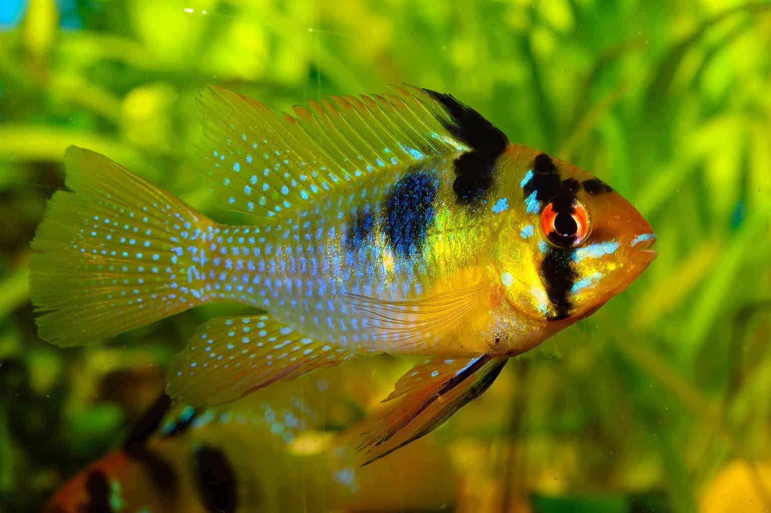 German Blue Ram Care Guide: Housing, Breeding & More