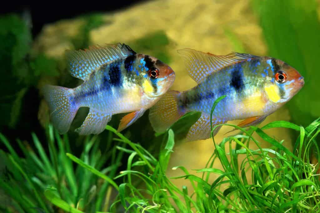 German Blue Ram Care Guide: Housing, Breeding & More
