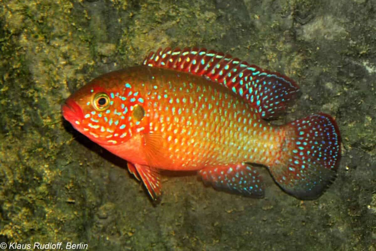 Jewel Cichlids Care, Breeding, Tank Mates, and More!
