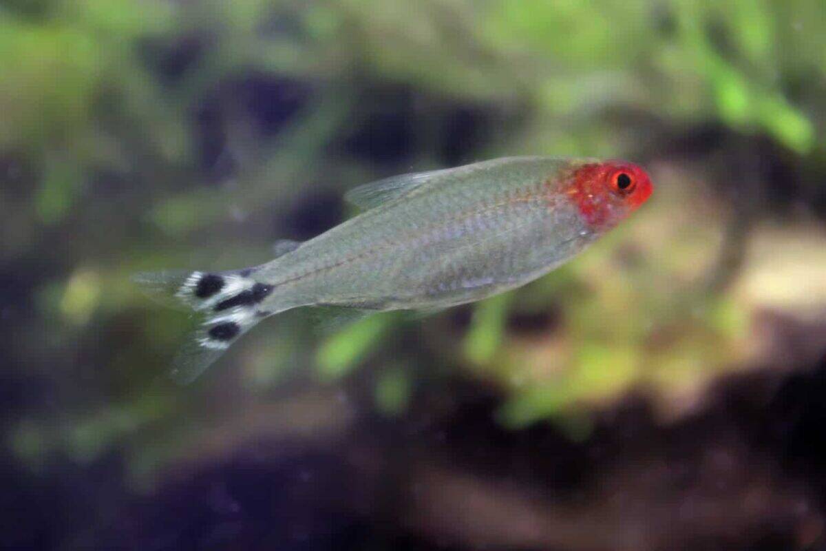 Asian Bumblebee Catfish: Pseudomystus Siamensis Care Tips
