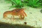 Dwarf Crayfish: Care, Tank, Diet, Breeding, And More