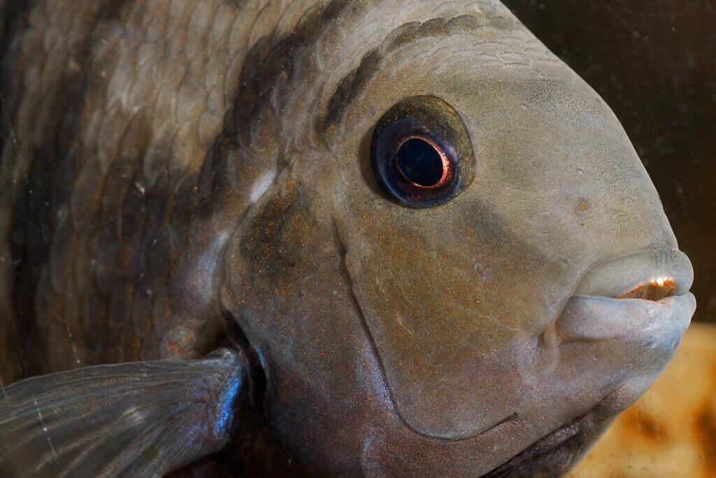 Convict Cichlid Care: Tank, Needs, Diet, Breeding, & Health