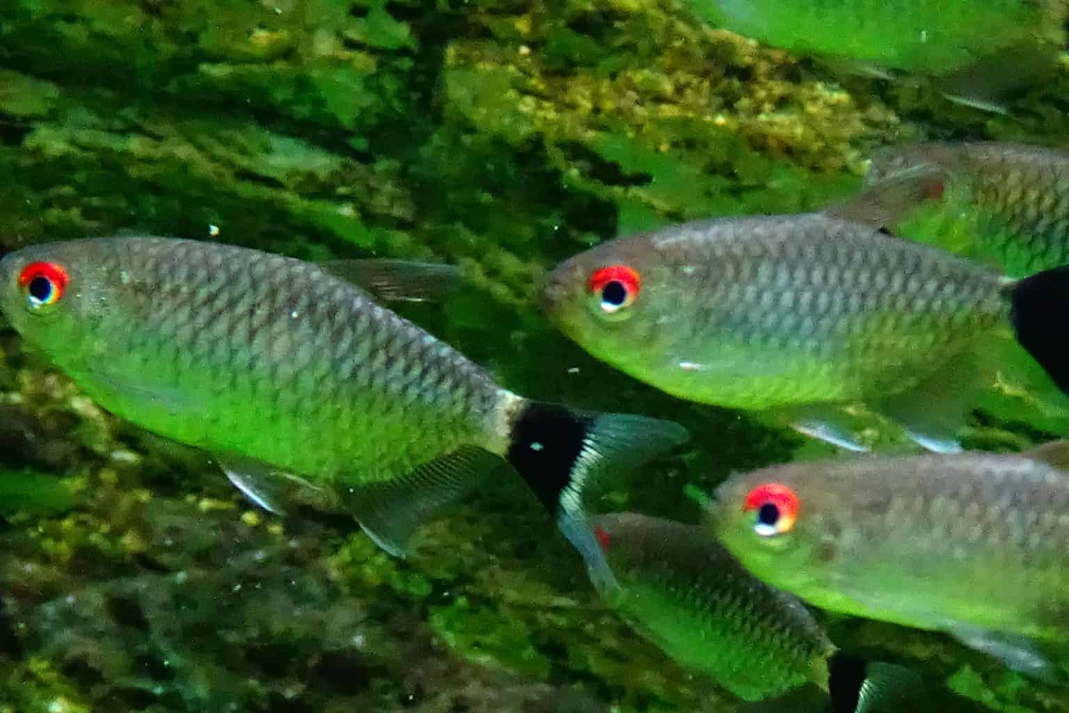Red Eye Tetra: Species Profile and Complete Care Guide