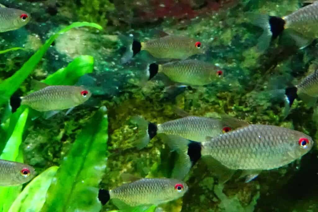 Red Eye Tetra: Species Profile and Complete Care Guide