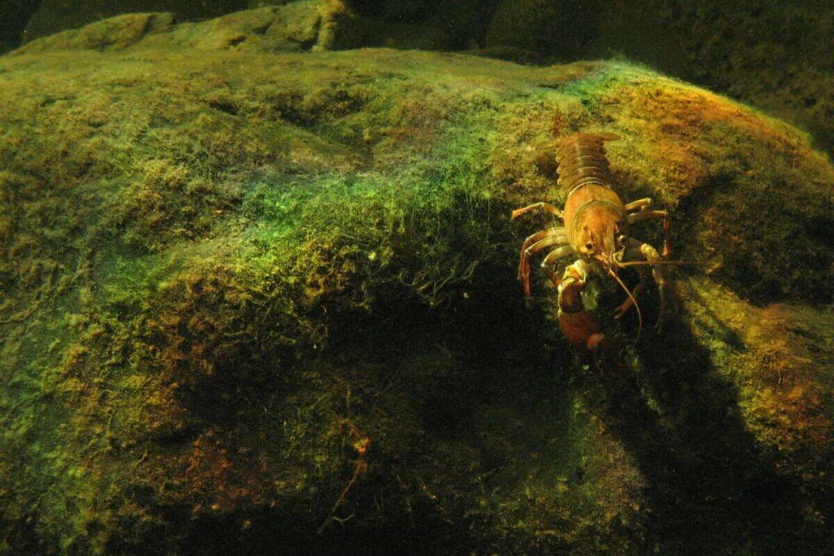 What Do Crayfish Eat? In The Wild and Captivity