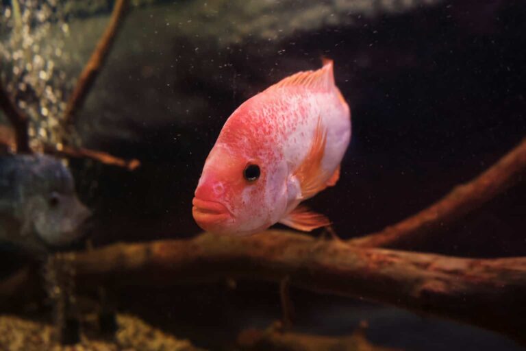 Red Devil Cichlid: Complete and Detailed Care Guide