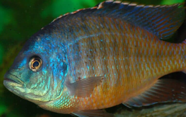Red Empress Cichlid Care, Tank Setup, Breeding and More!
