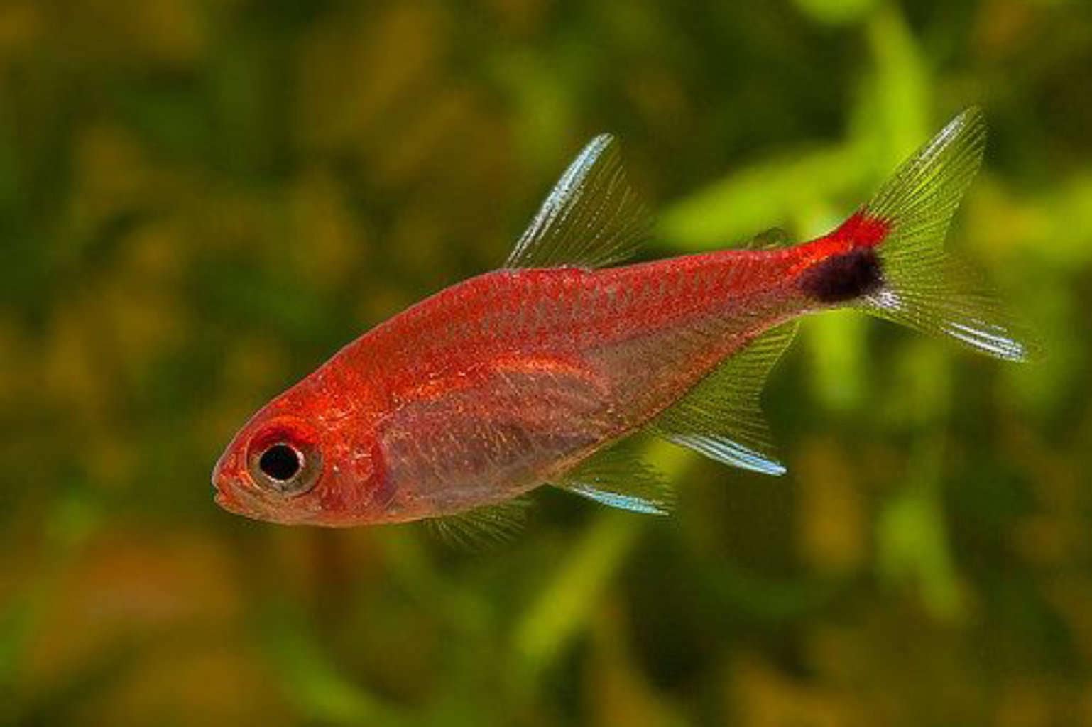 Ruby Tetra: Care Tips, Health, Tank, And More