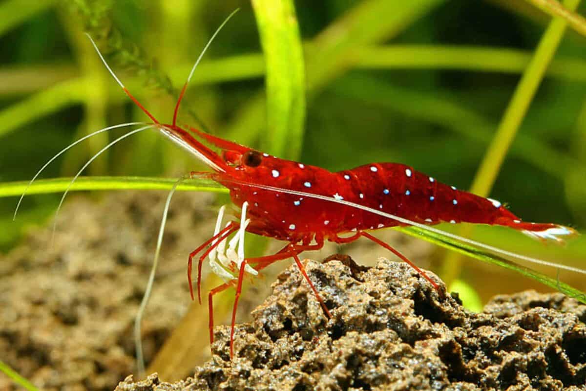 Cardinal Sulawesi Shrimp: Ultimate Guide & Care Essentials