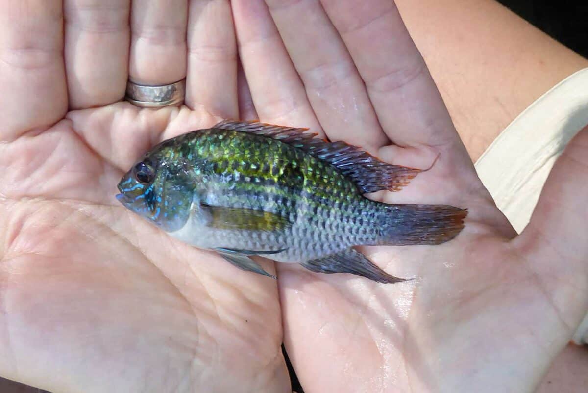 Electric Blue Acara: Profile, Care, Breeding, and More