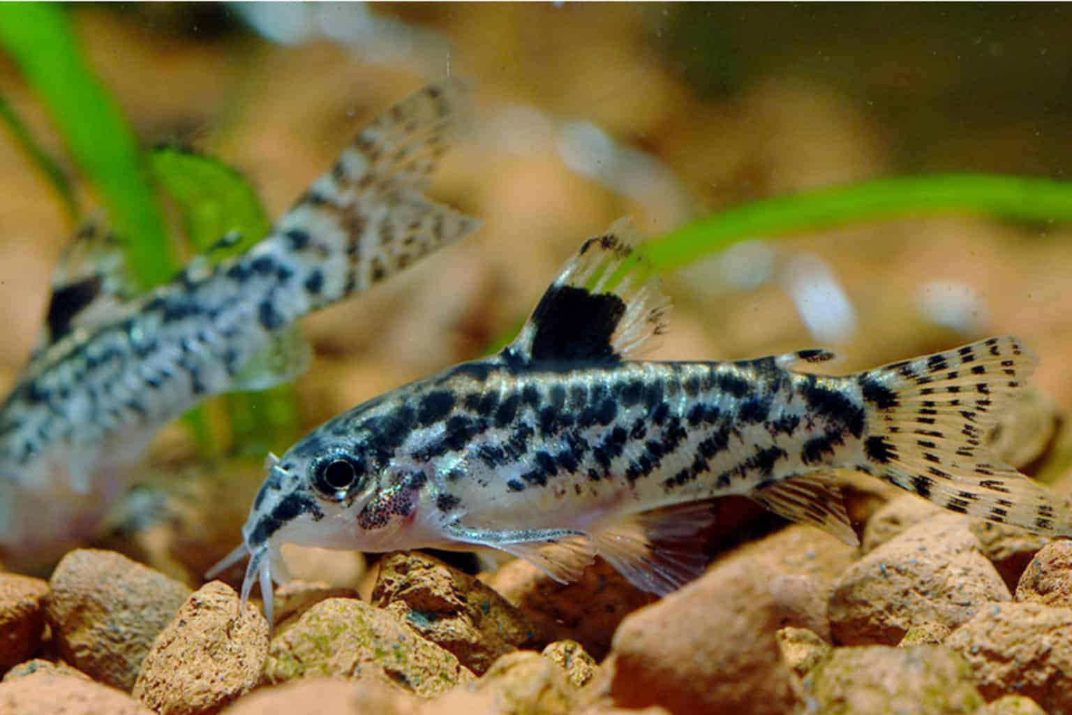 Aspidoras pauciradiatus: Sixray Corydoras Care Guide