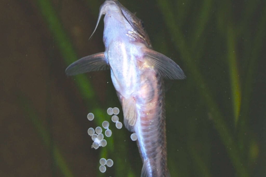 Banded Corydoras: Scleromystax Barbatus Facts & Care Guide