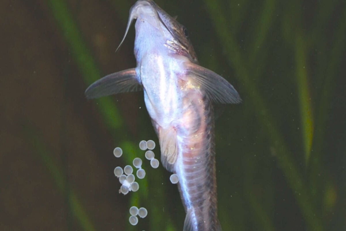 Banded Corydoras: Scleromystax Barbatus Facts & Care Guide