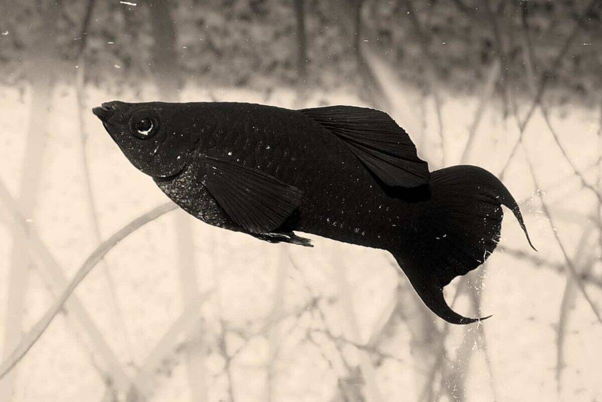 Molly Fish: Profile, Types, Care, Diet, Breeding & More