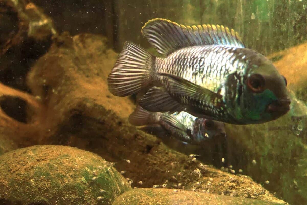 Electric Blue Acara: Profile, Care, Breeding, and More