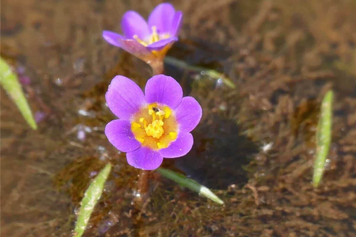 Cabomba: Caring, Planting, Growing, Propagating & More