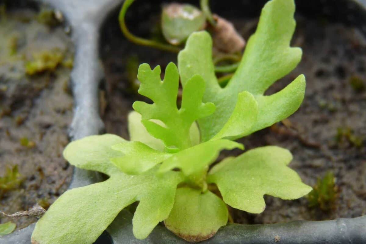 Water Sprite: Care, Floating Roots, Planting & Propagate