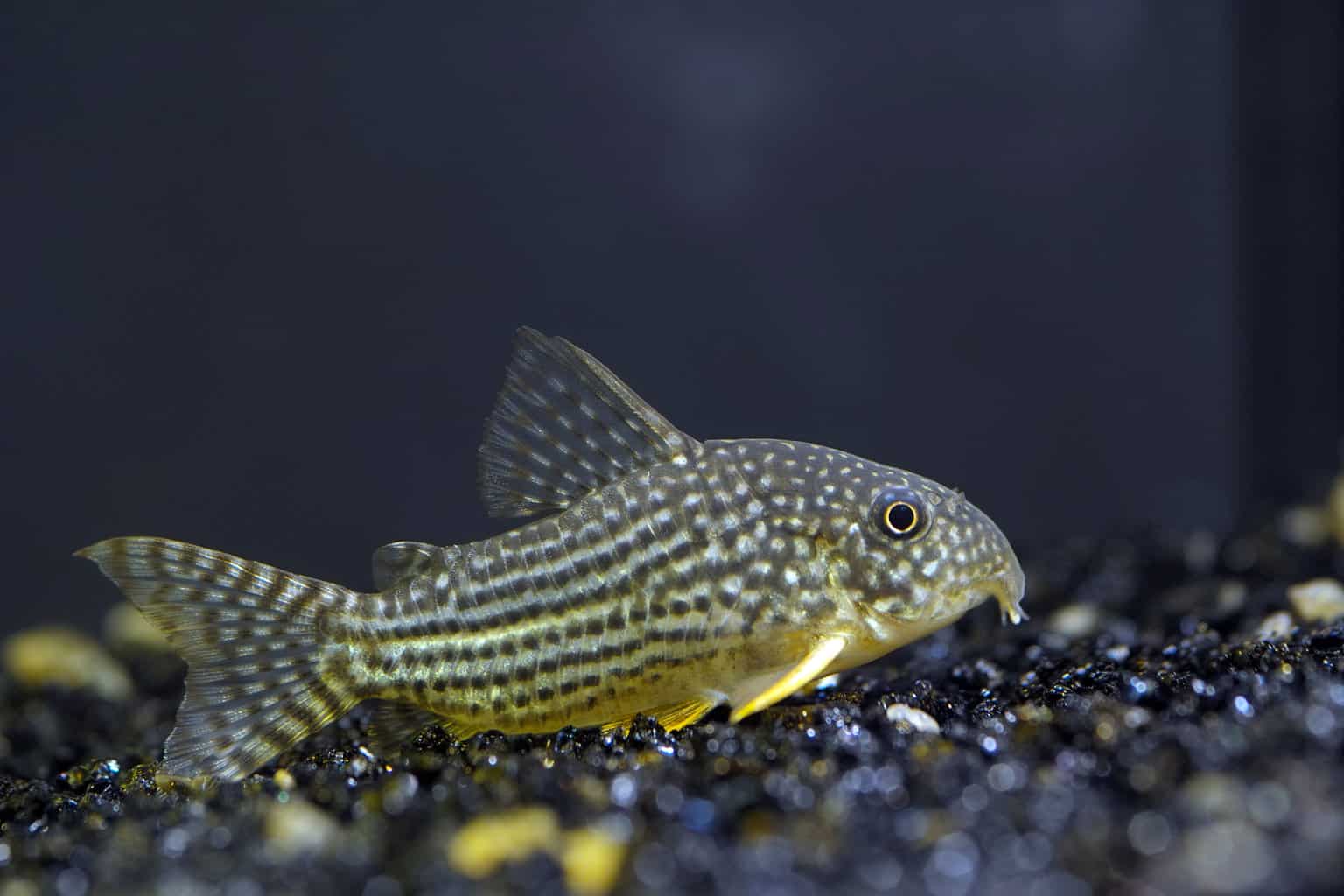 Sterbai Cory: Appearance, Size, Tank, Diet, Care & More