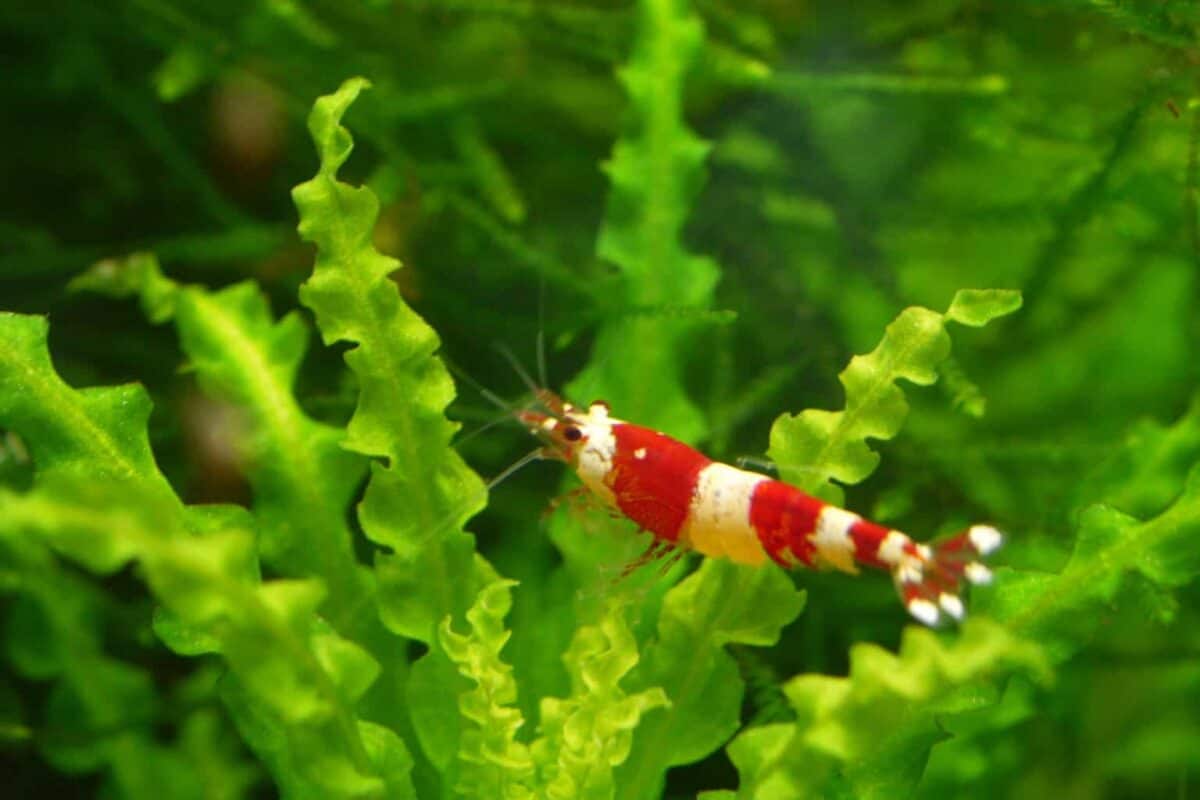 Crystal Red Shrimp 101: Ultimate Care Guide and Insights
