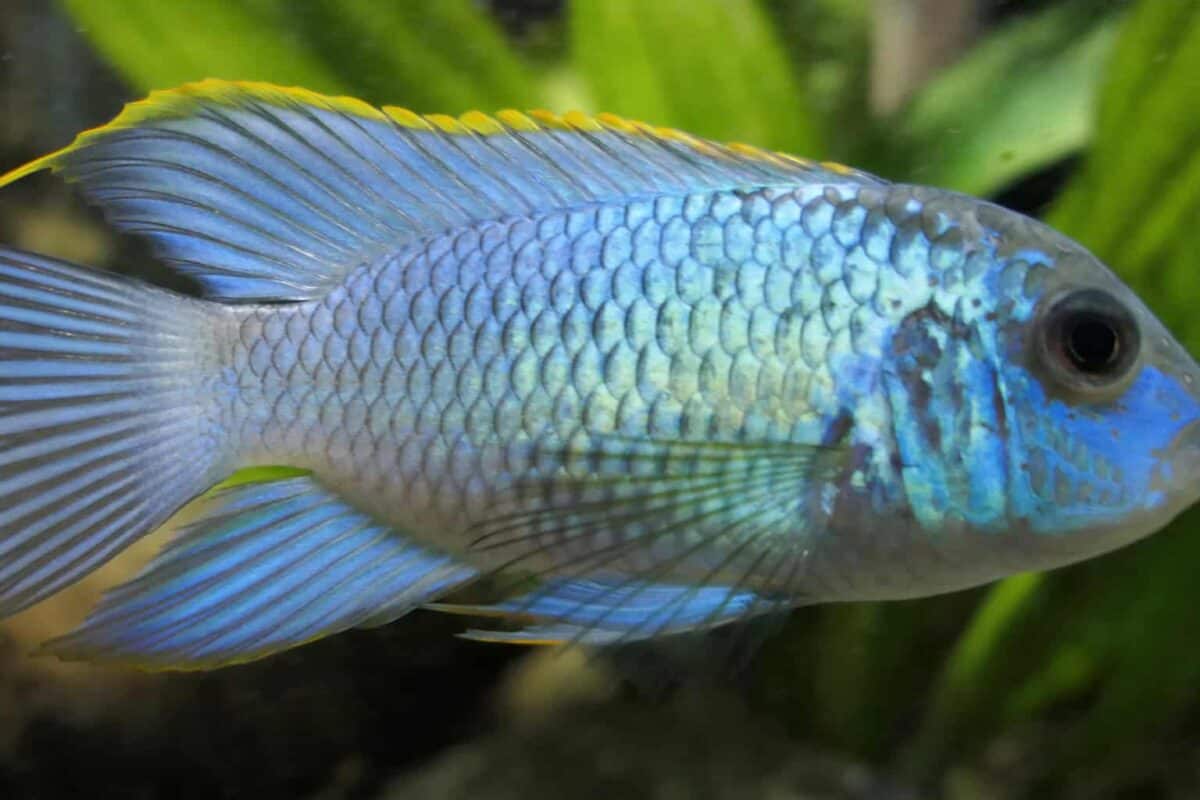 Electric Blue Acara: Profile, Care, Breeding, and More