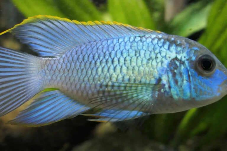 Electric Blue Acara: Profile, Care, Breeding, and More