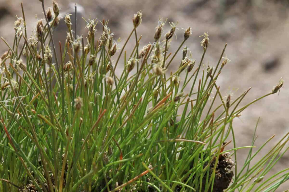 Dwarf Hairgrass 101: Plant Care, Propagation, & Growth Guide